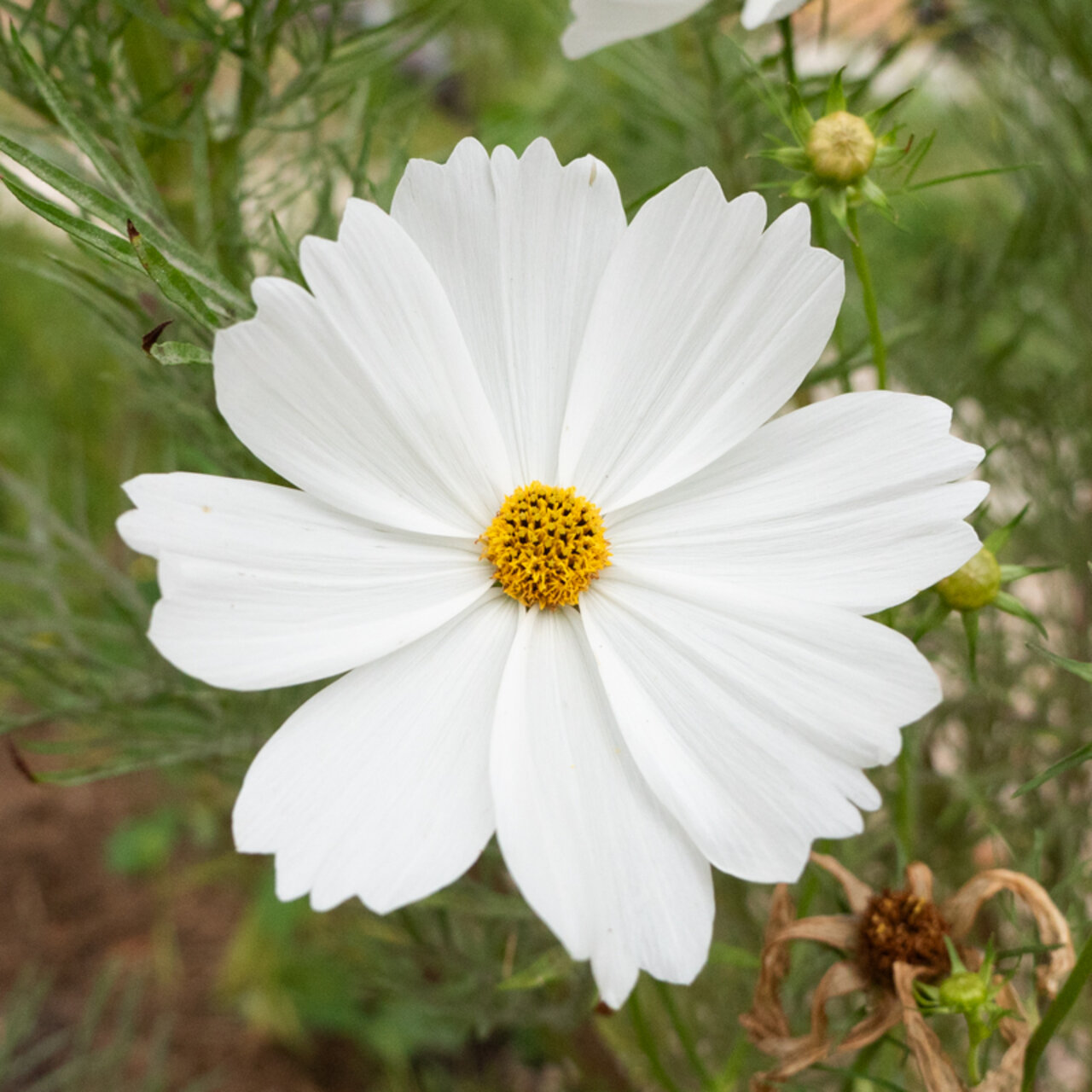Heirloom Pure White Cosmos Organic Seeds