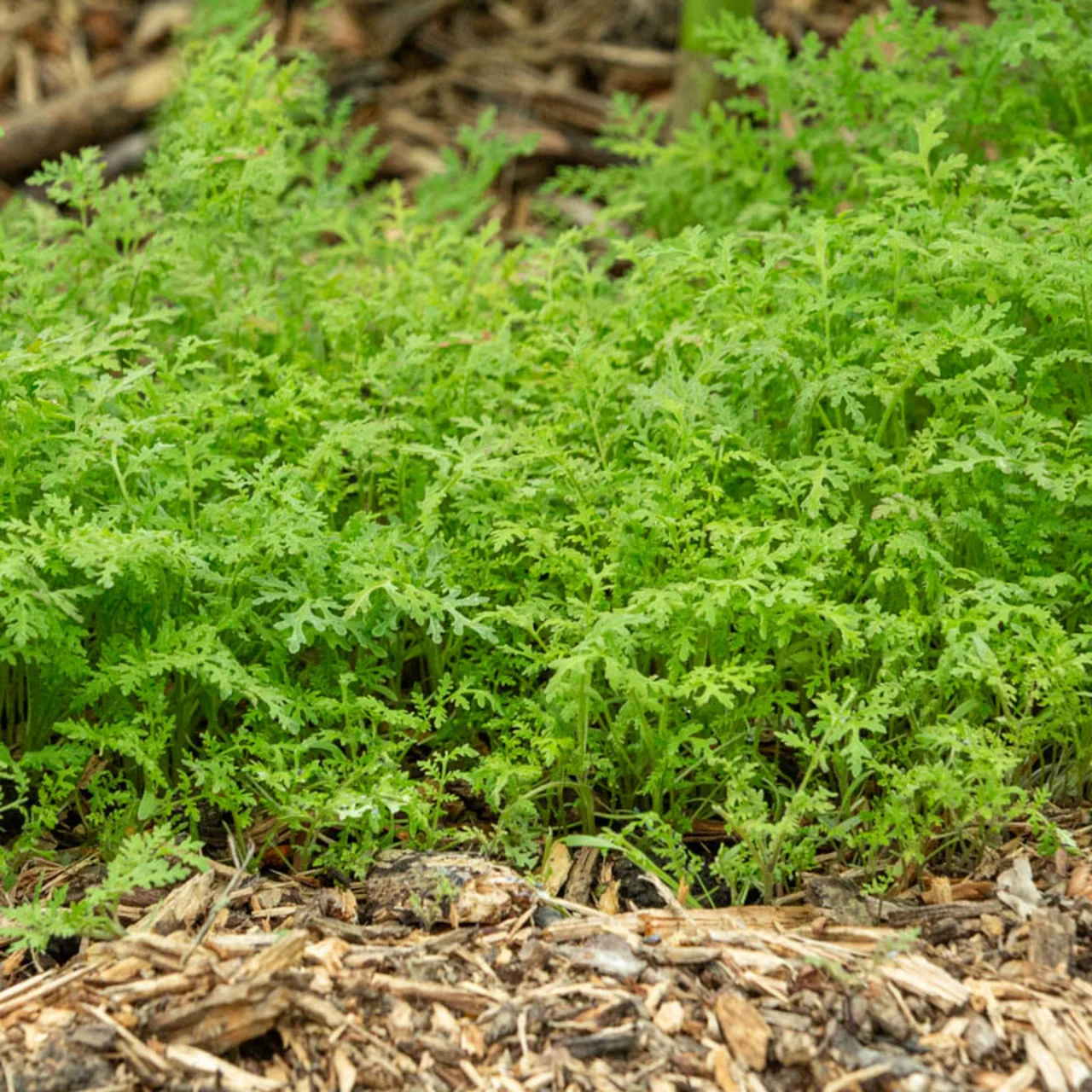 Heirloom Lacy scorpion-weed Phacelia Organic Seeds