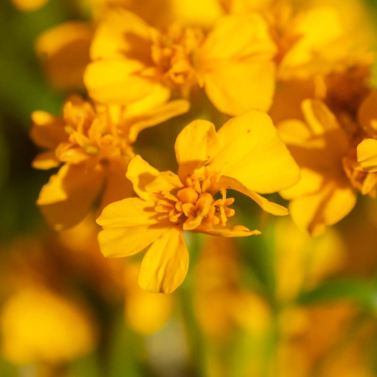 Heirloom Sweet Mace / Yauhtli Taget Organic Seeds