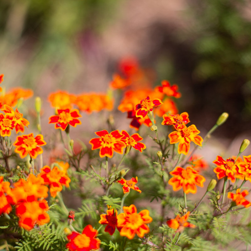 Heirloom Red Gem Taget Organic Seeds