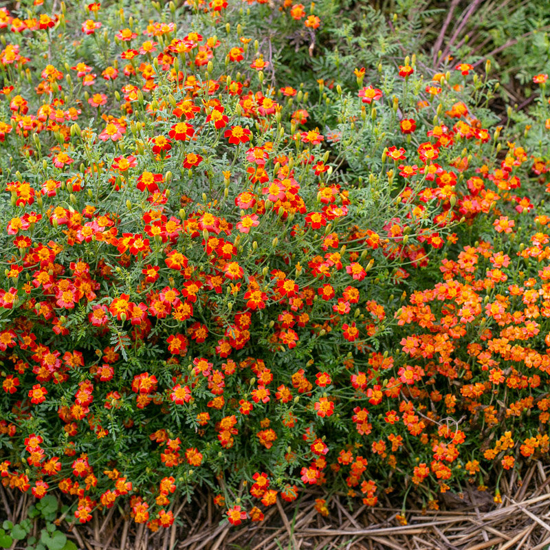 Heirloom Red Gem Taget Organic Seeds