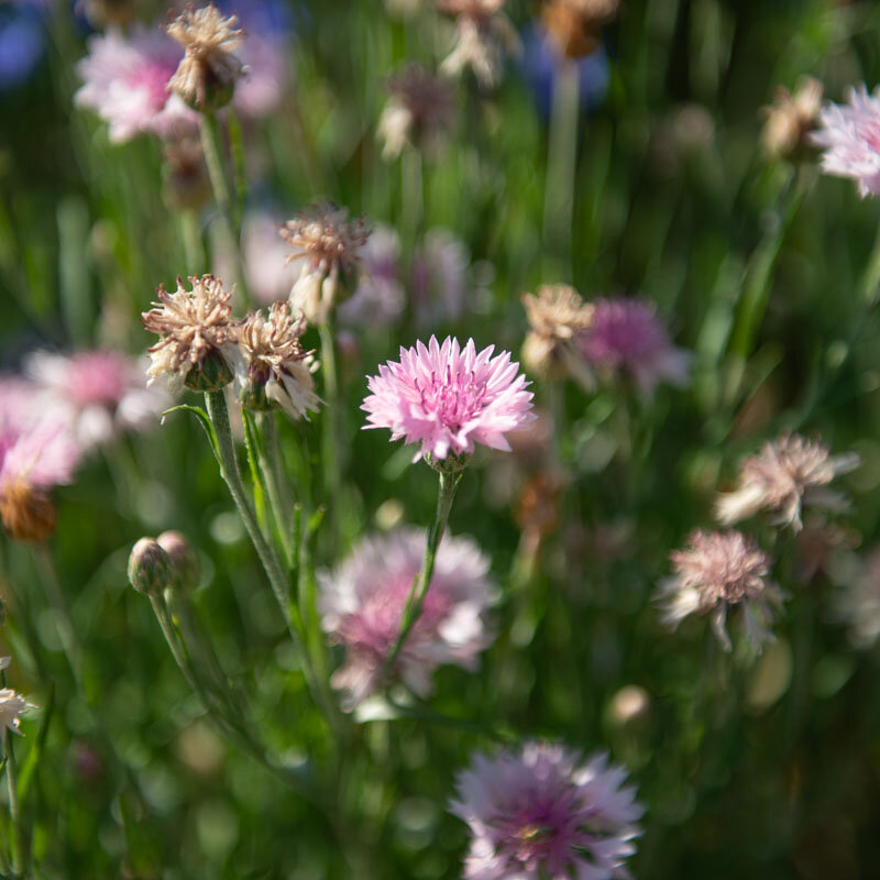 Heirloom Mixed Colours Cornflower Organic Seeds