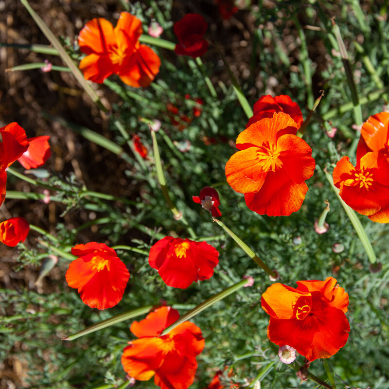 Heirloom Red Chief California poppies Organic Seeds