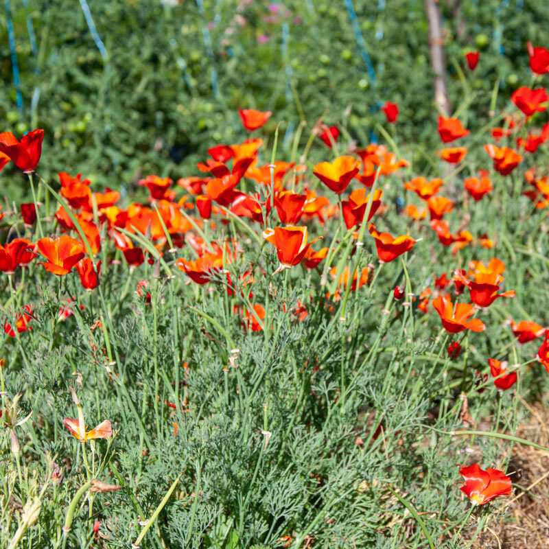 Heirloom Red Chief California poppies Organic Seeds