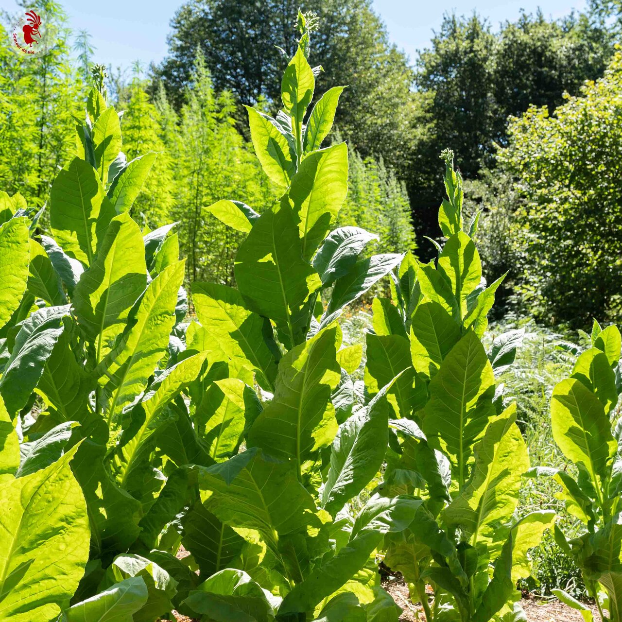 Heirloom African Red Tobacco Organic Seeds