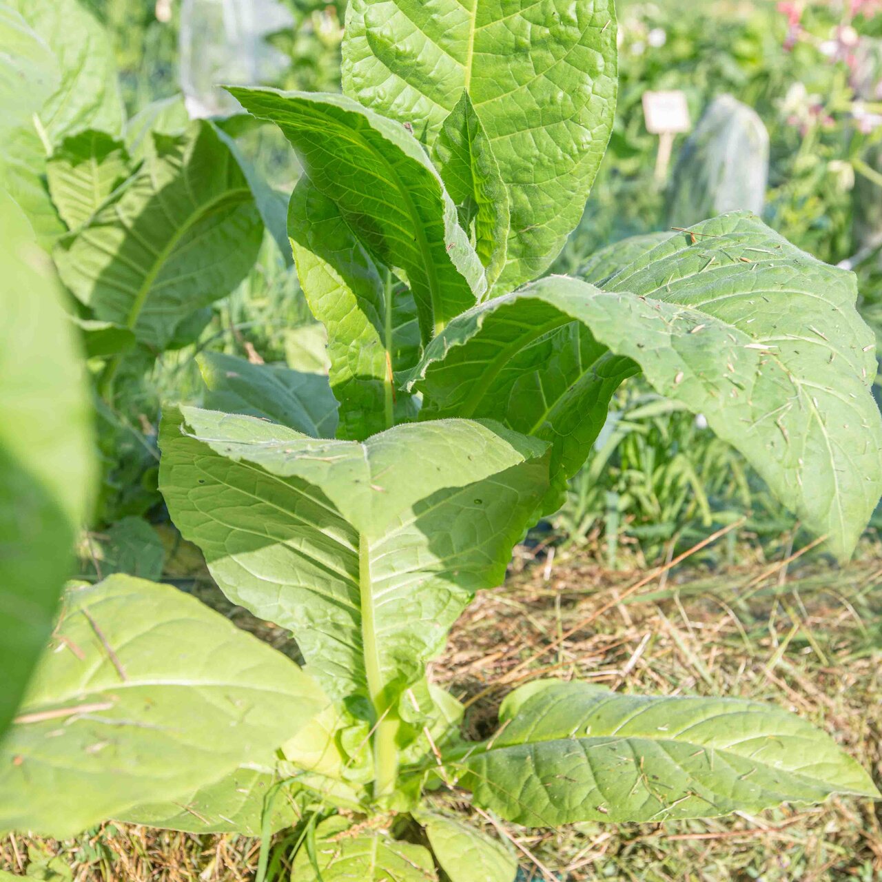Heirloom African Red Tobacco Organic Seeds