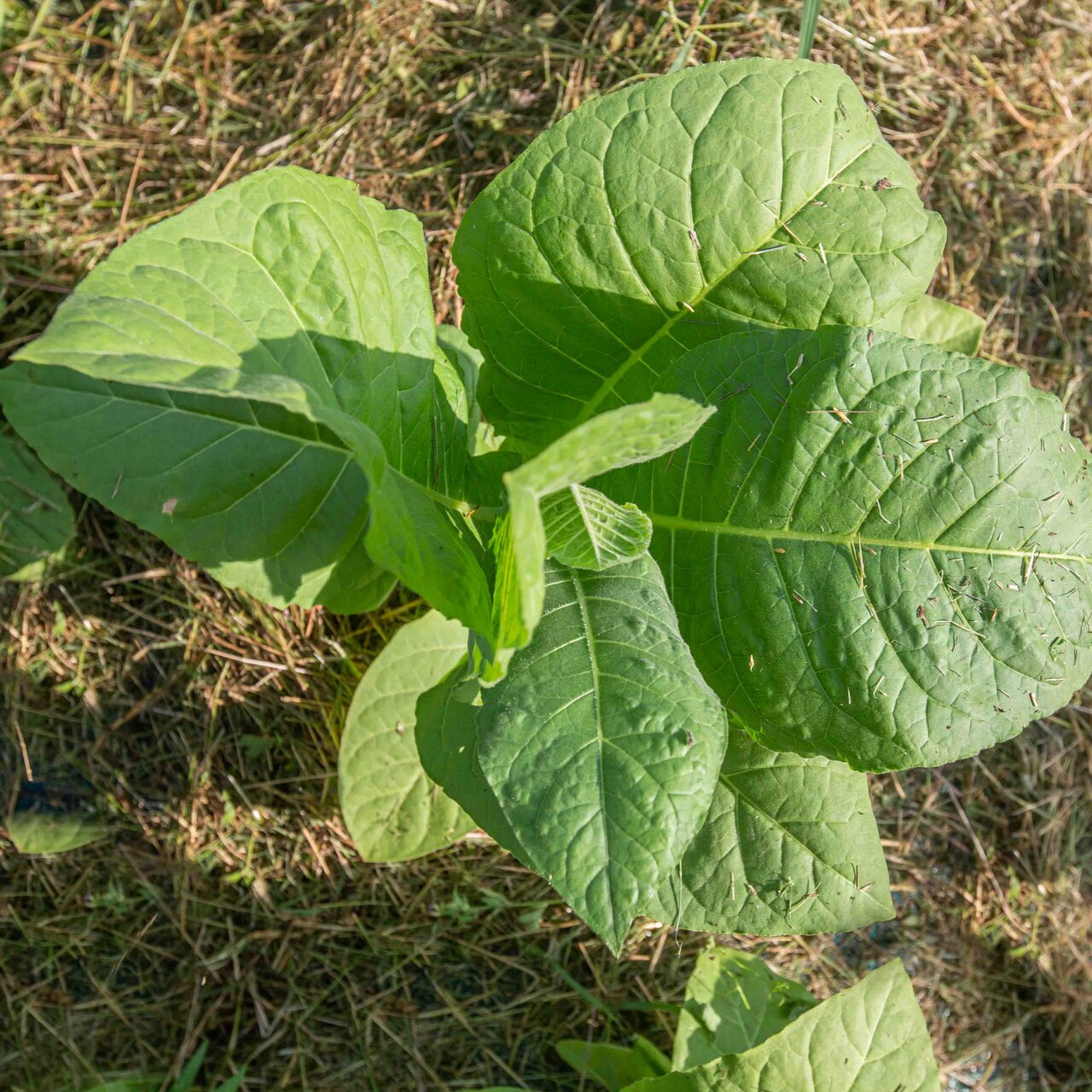 Heirloom African Red Tobacco Organic Seeds
