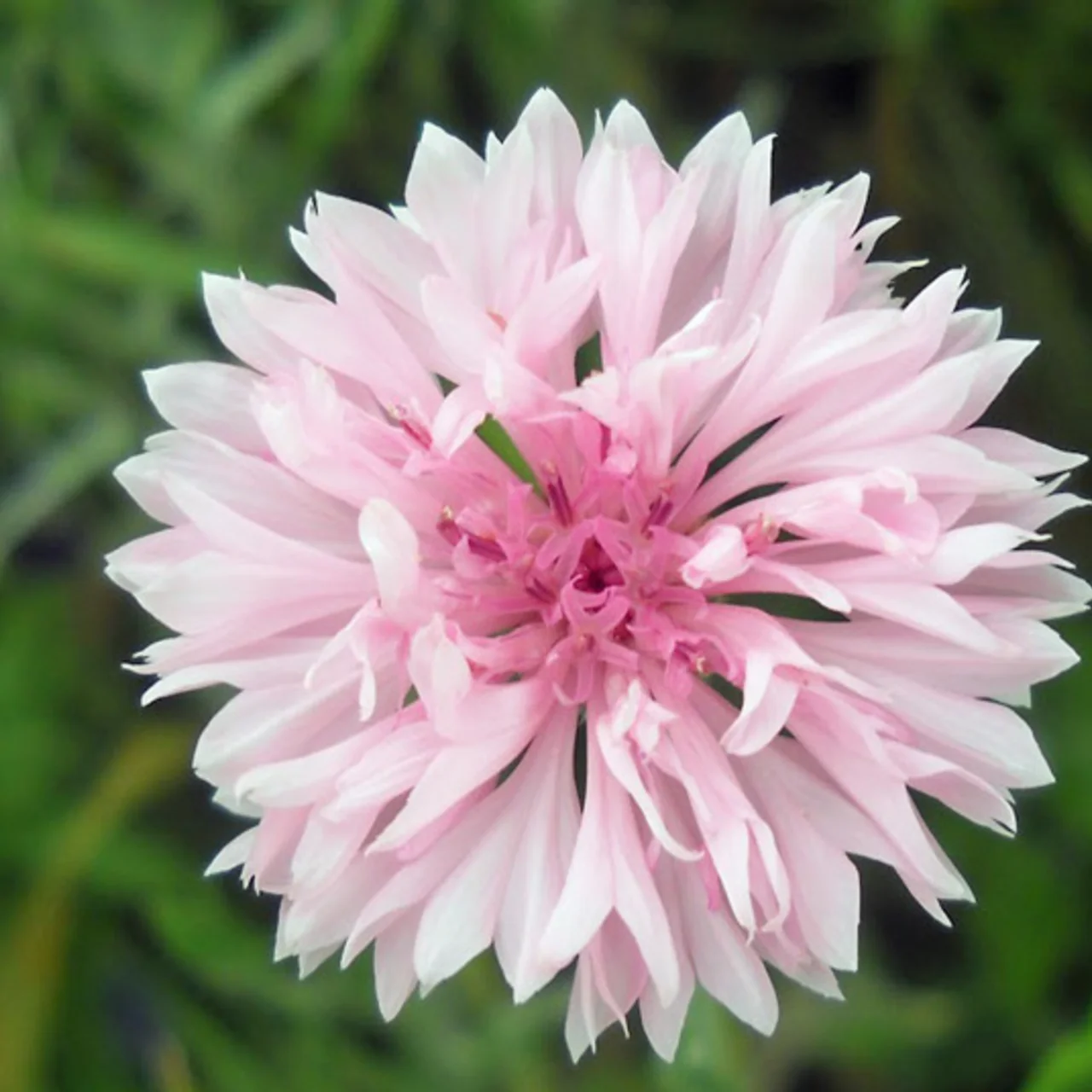 Heirloom Pink Cornflower Organic Seeds