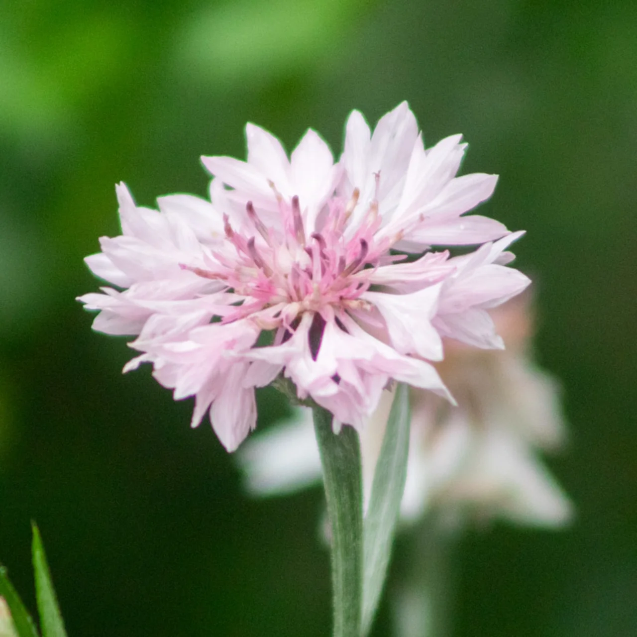 Heirloom Pink Cornflower Organic Seeds