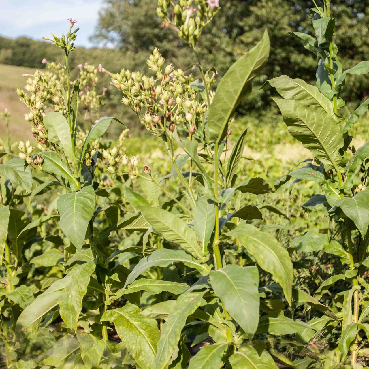 Heirloom Golden Burley Tobacco Organic Seeds