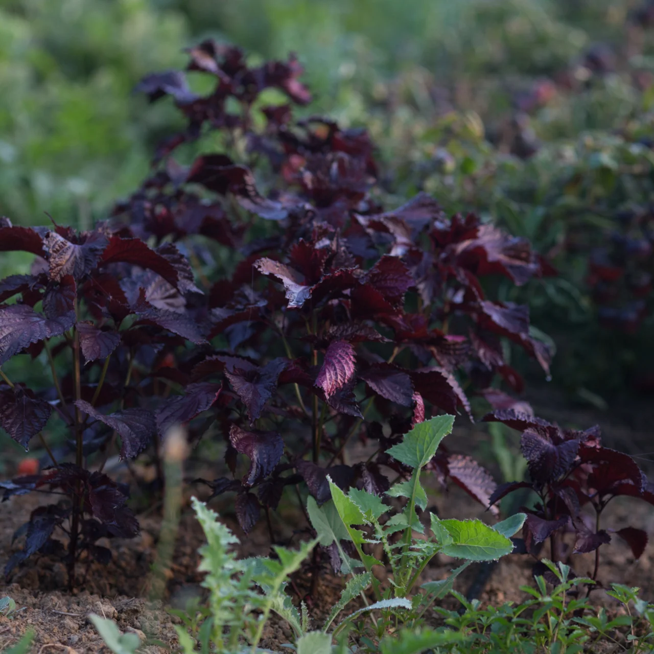 Heirloom Japanese Red Perillas Organic Seeds