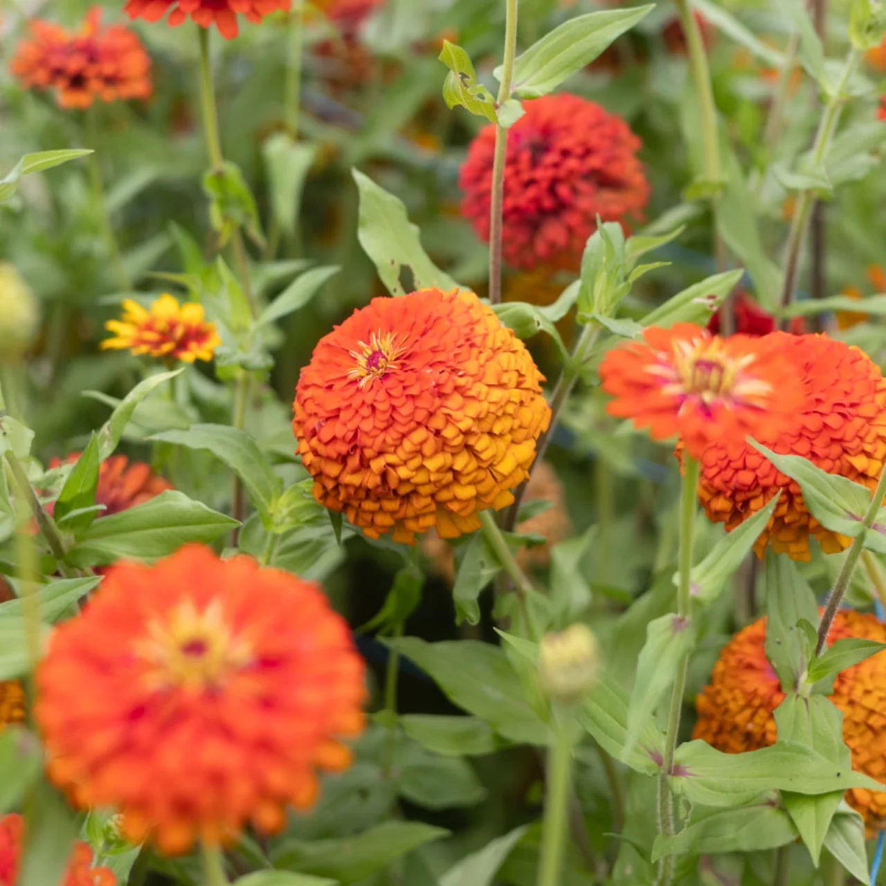 Heirloom Yell Fire Zinnias Organic Seeds