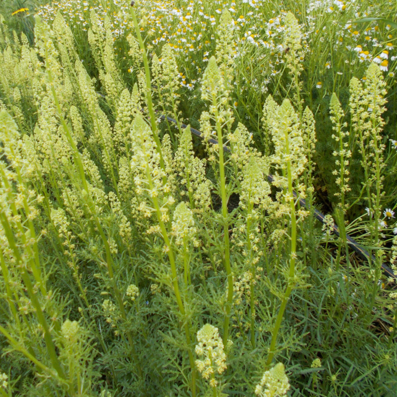 Heirloom Wild Reseda Reseda Organic Seeds