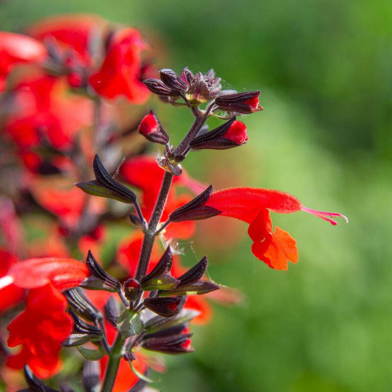 Heirloom Hummingbird Forest Fire Sage Organic Seeds