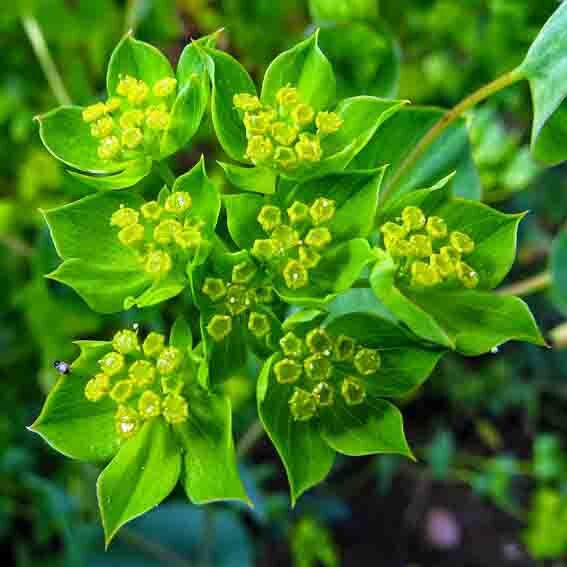 Heirloom Bupleurum rotundifolium Bupleurum Organic Seeds