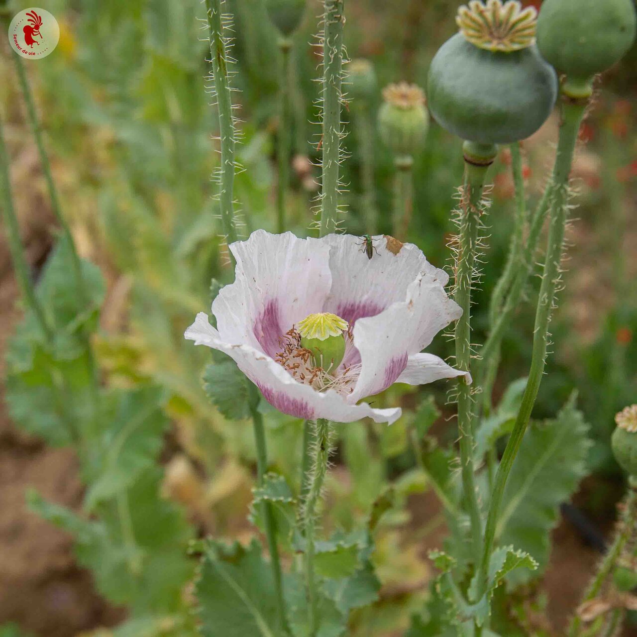 Heirloom Elka White Poppies Organic Seeds