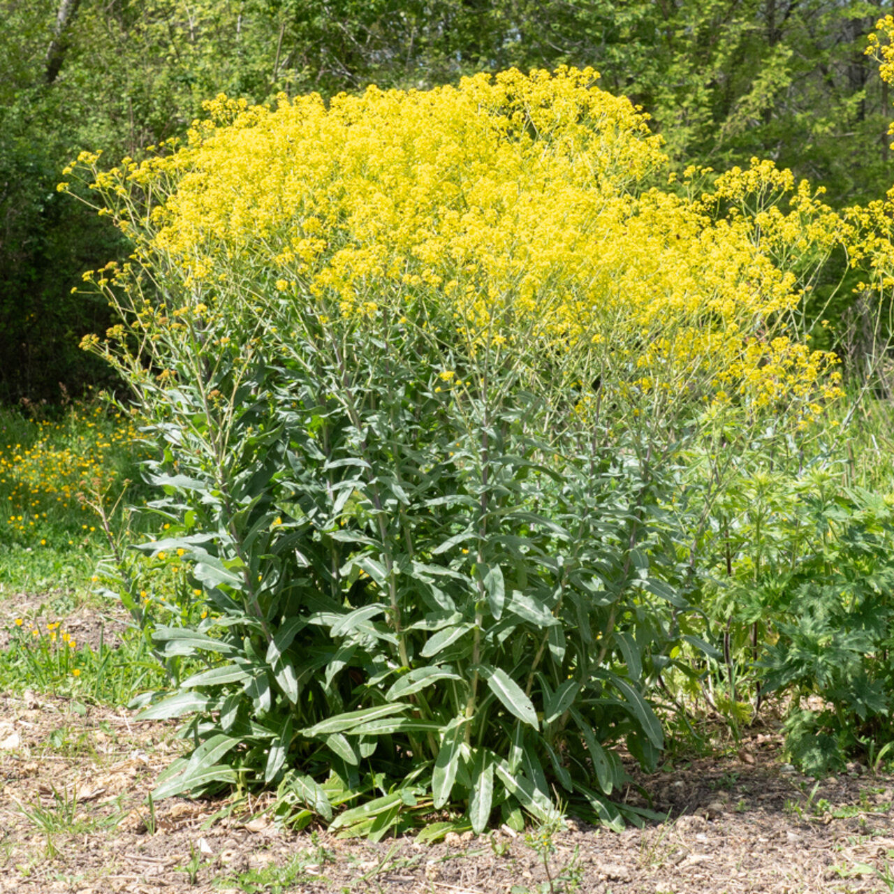 Heirloom Dyer's Woad Isatis Organic Seeds