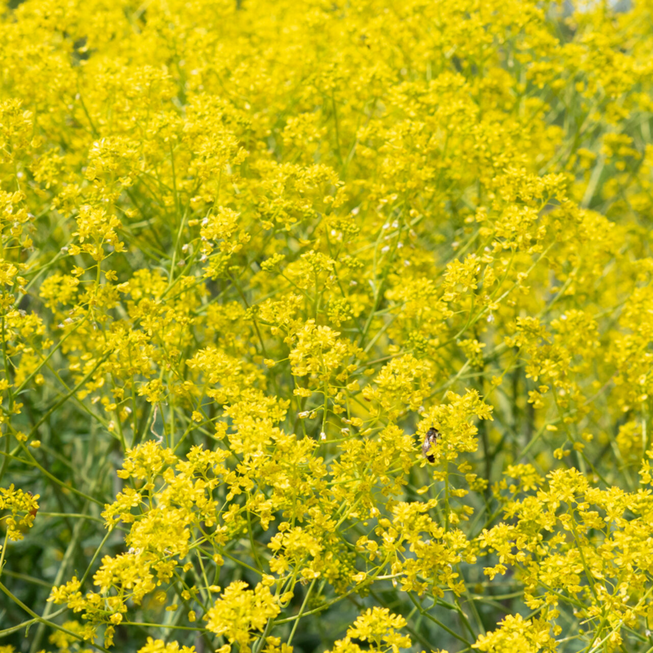 Heirloom Dyer's Woad Isatis Organic Seeds