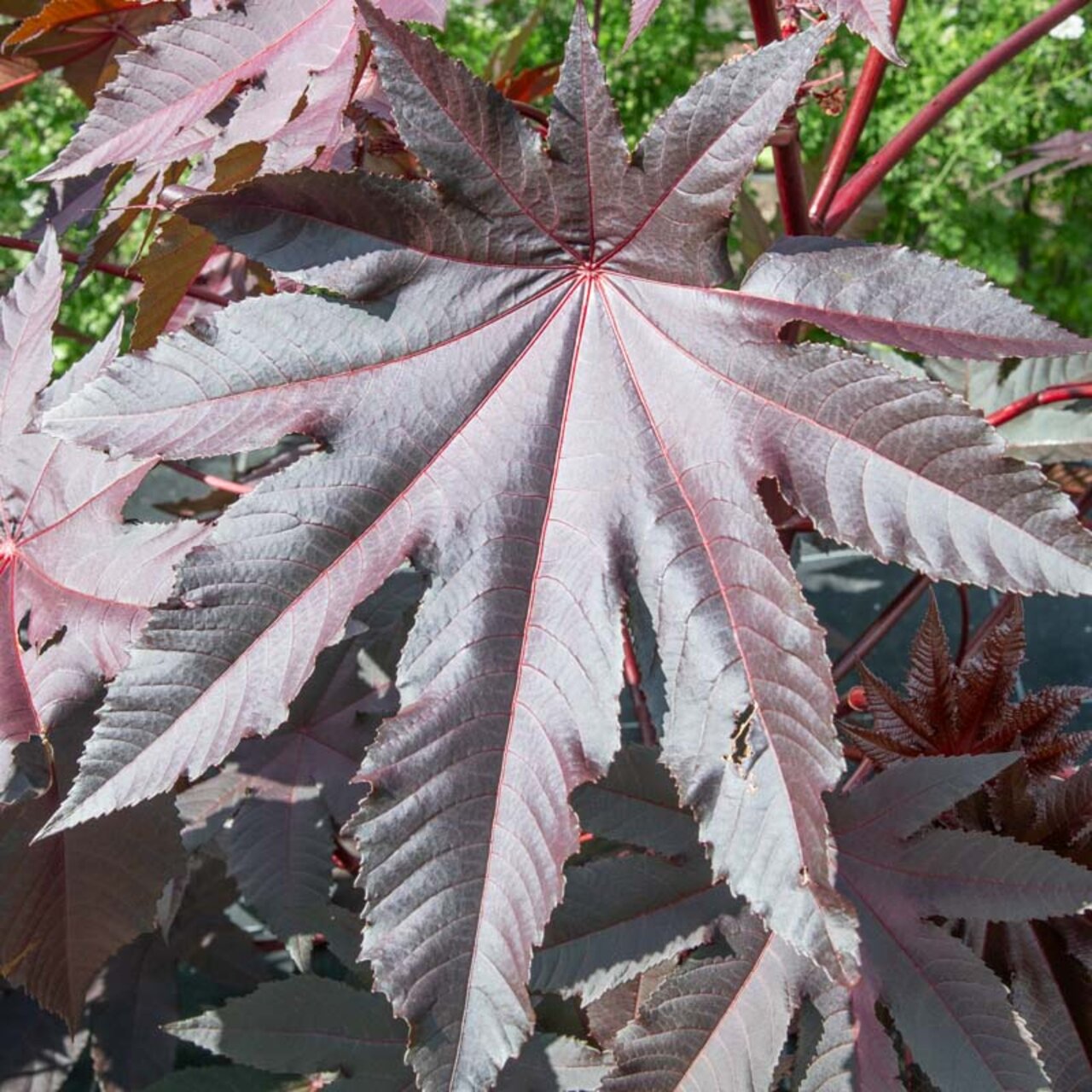 Heirloom New Zealand Purple Ricinus Organic Seeds