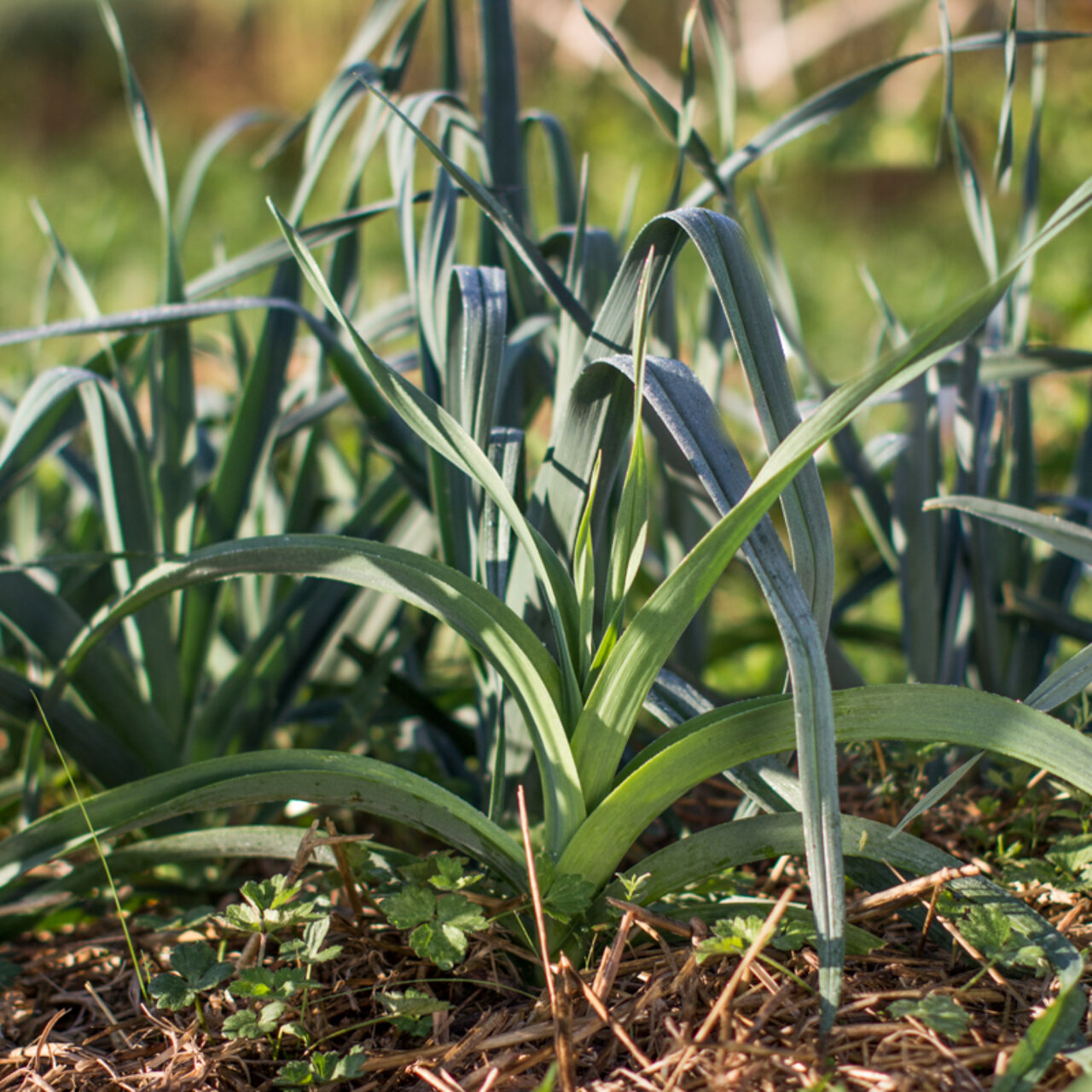 Heirloom Perennial Leek Perpetual Leeks Organic Seeds