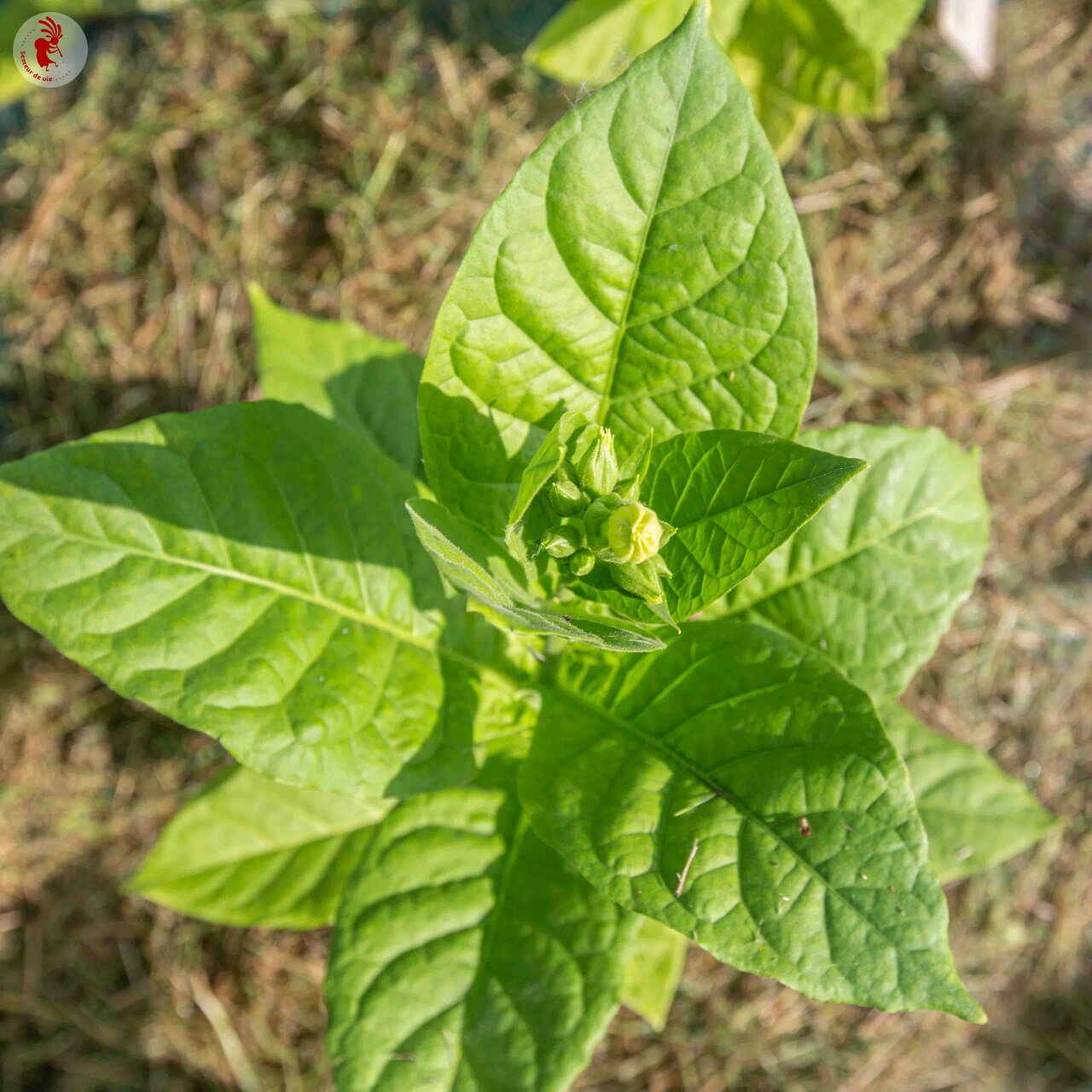 Heirloom Basma Tobacco Organic Seeds