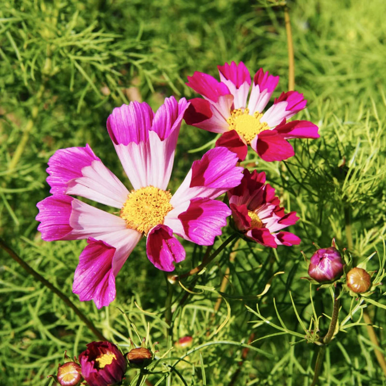 Heirloom Sea Shells Cosmos Organic Seeds