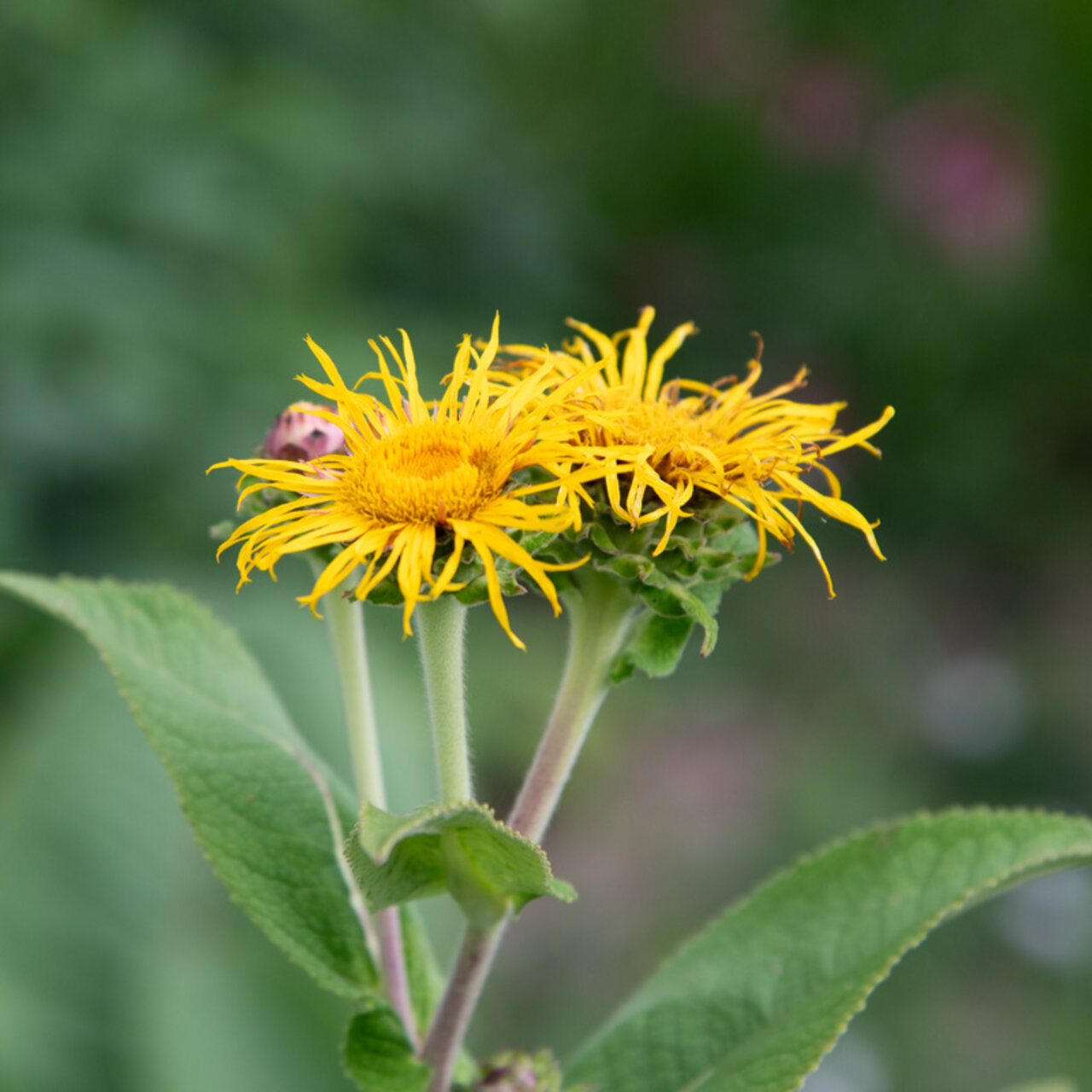 Heirloom Great elecampane Elecampane Organic Seeds