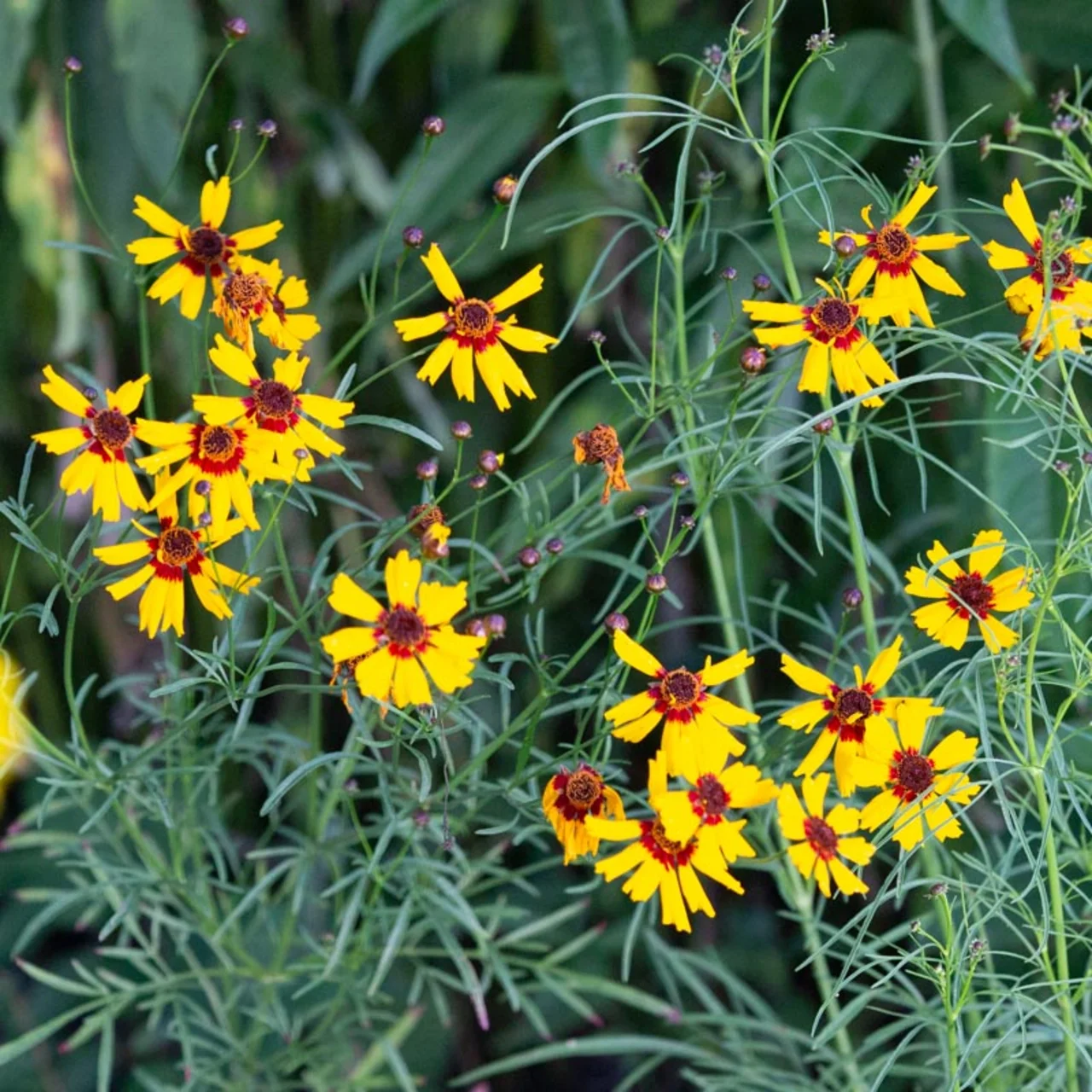Coreopsis - Tiger Mix