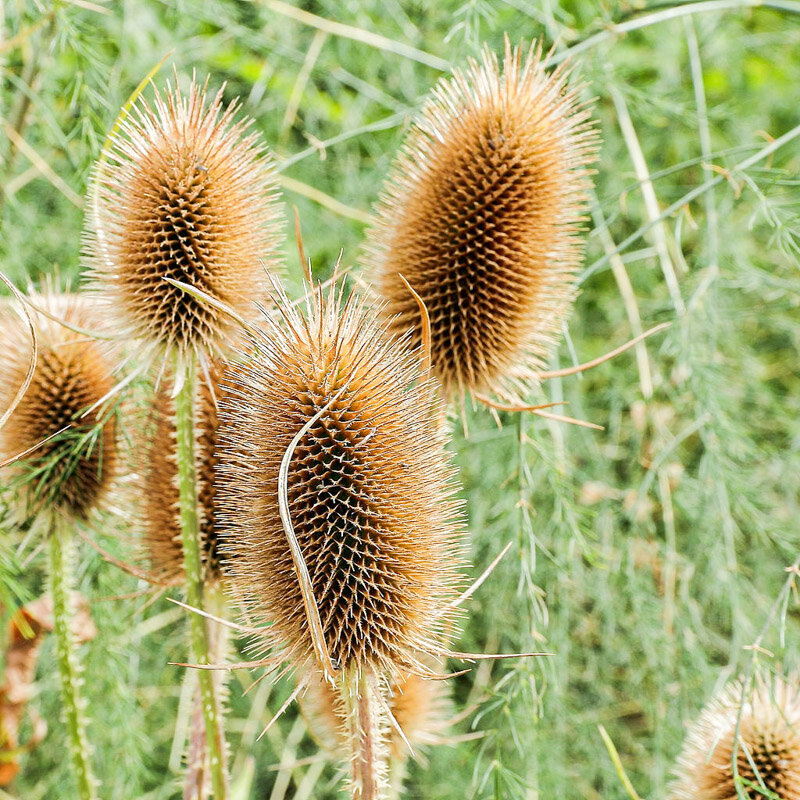 Cardères - Dipsacus fullonum