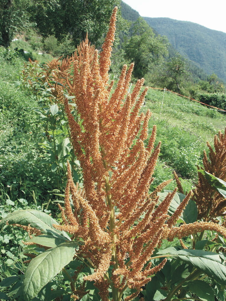 Heirloom Golden Giant Amaranth Organic Seeds