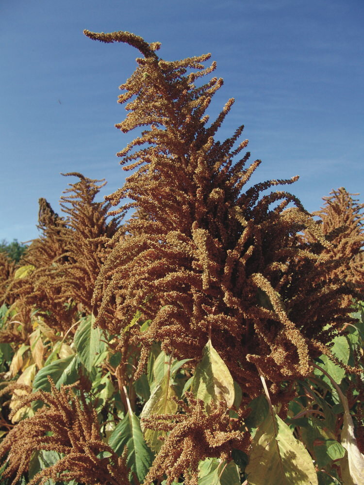 Heirloom Golden Giant Amaranth Organic Seeds