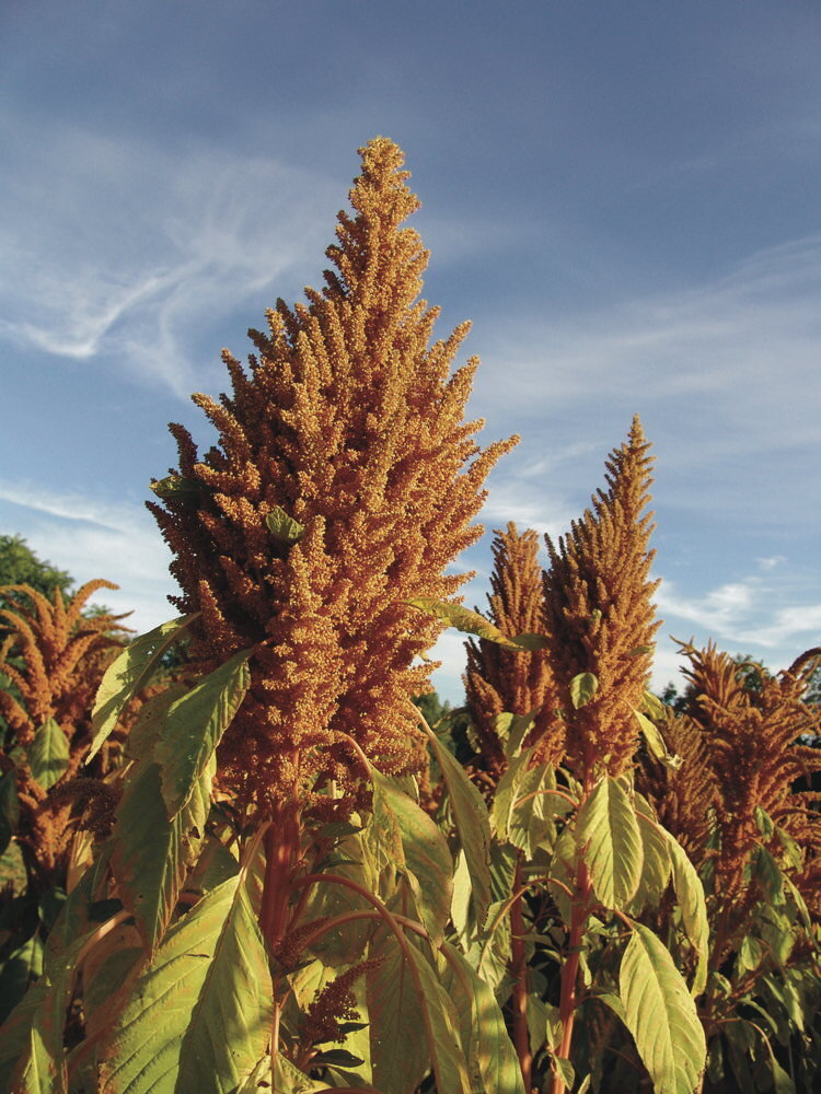 Heirloom Golden Giant Amaranth Organic Seeds