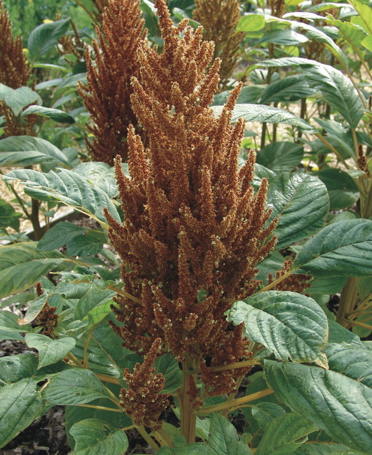Heirloom Golden Giant Amaranth Organic Seeds