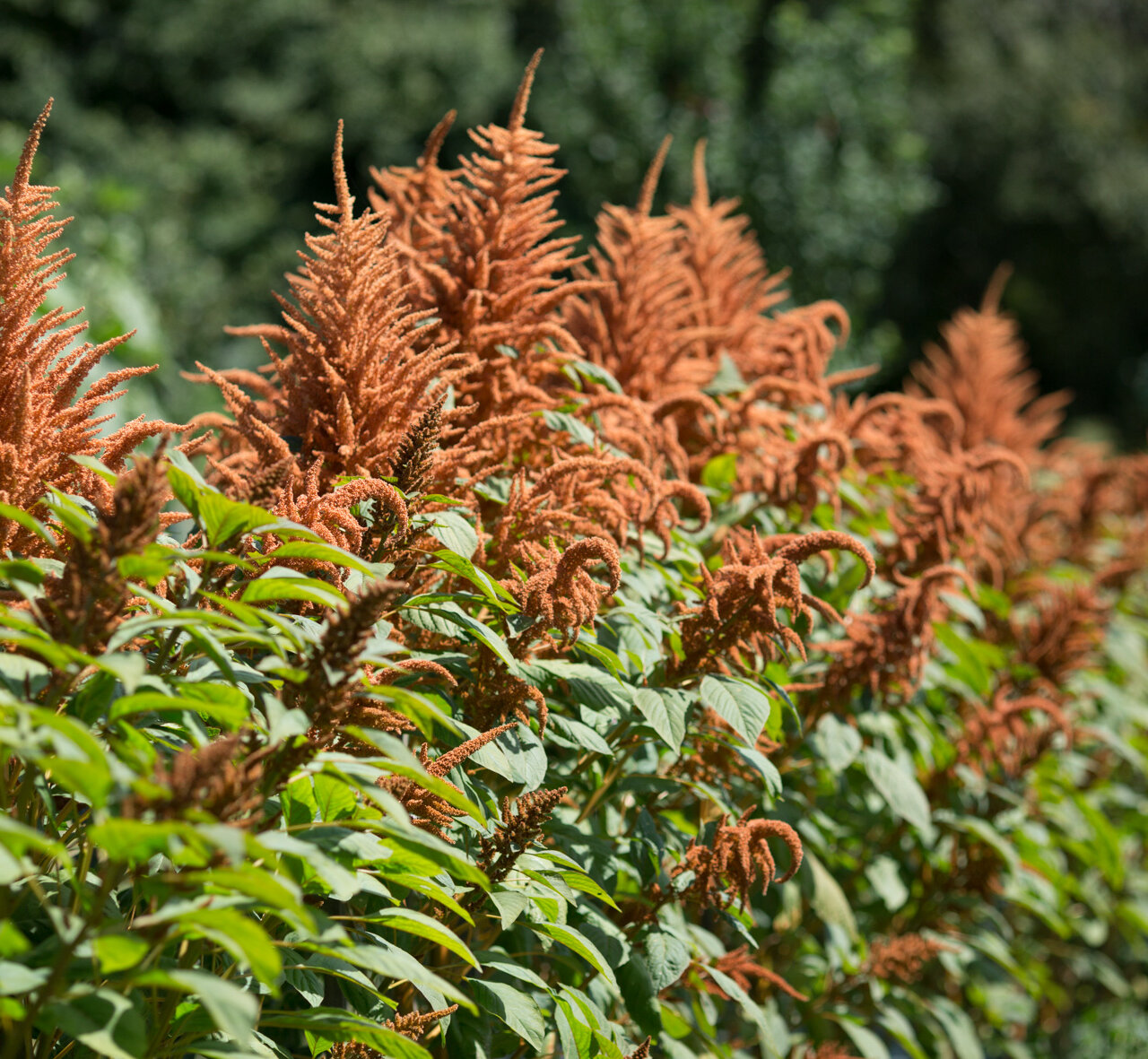 Heirloom Golden Giant Amaranth Organic Seeds