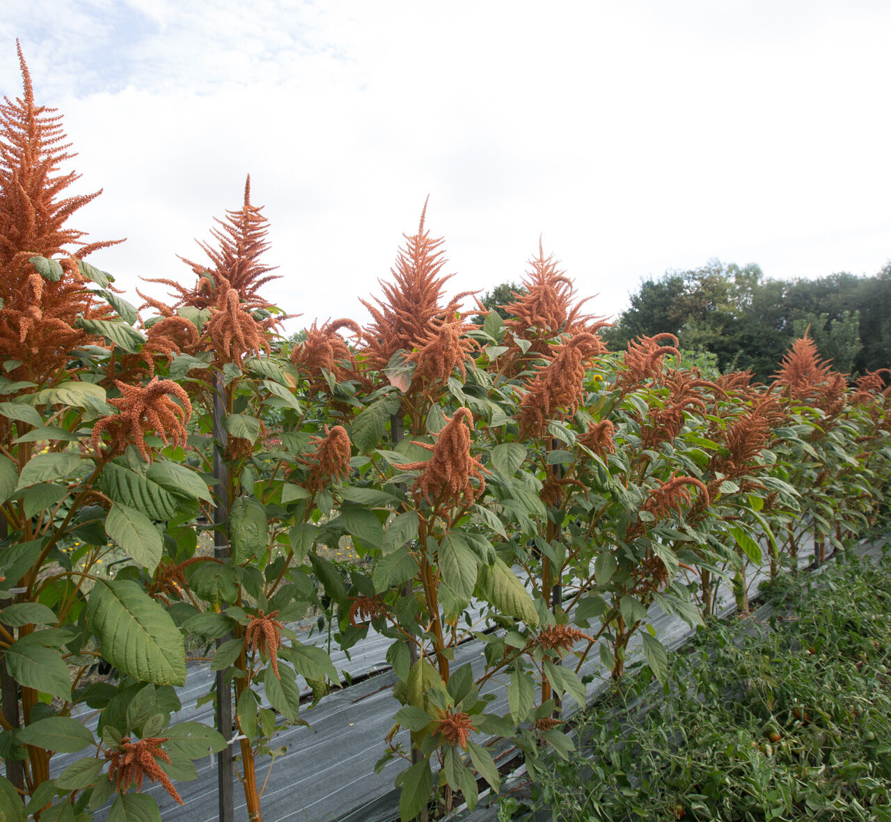 Heirloom Golden Giant Amaranth Organic Seeds