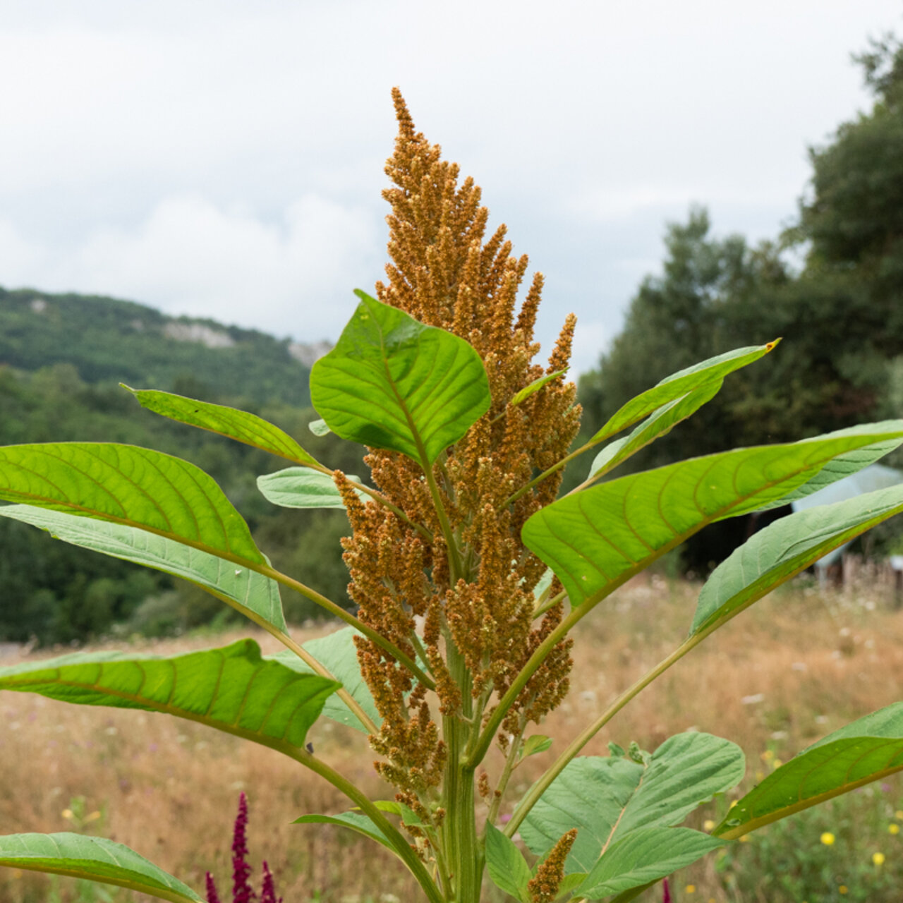 Heirloom Orange Giant Amaranth Organic Seeds