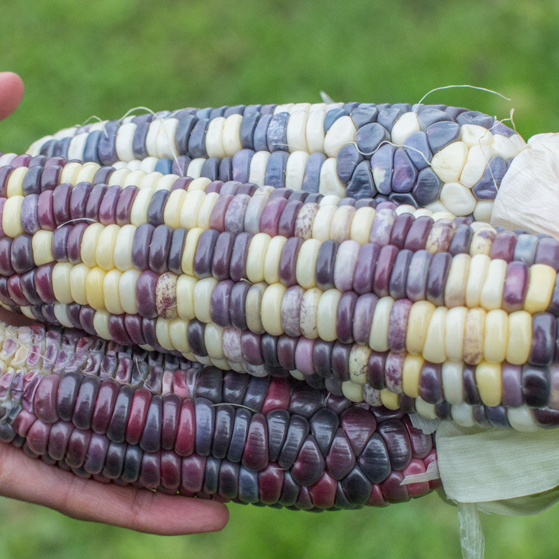 Heirloom Inca Rainbow Corn Organic Seeds