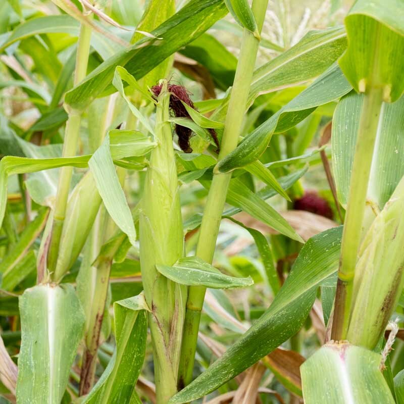 Heirloom Country Gentleman Corn Organic Seeds