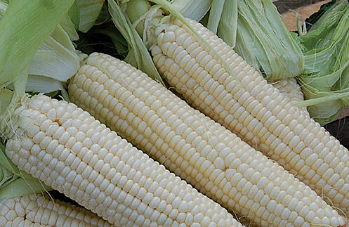 Heirloom Stowells Evergreen Corn Organic Seeds