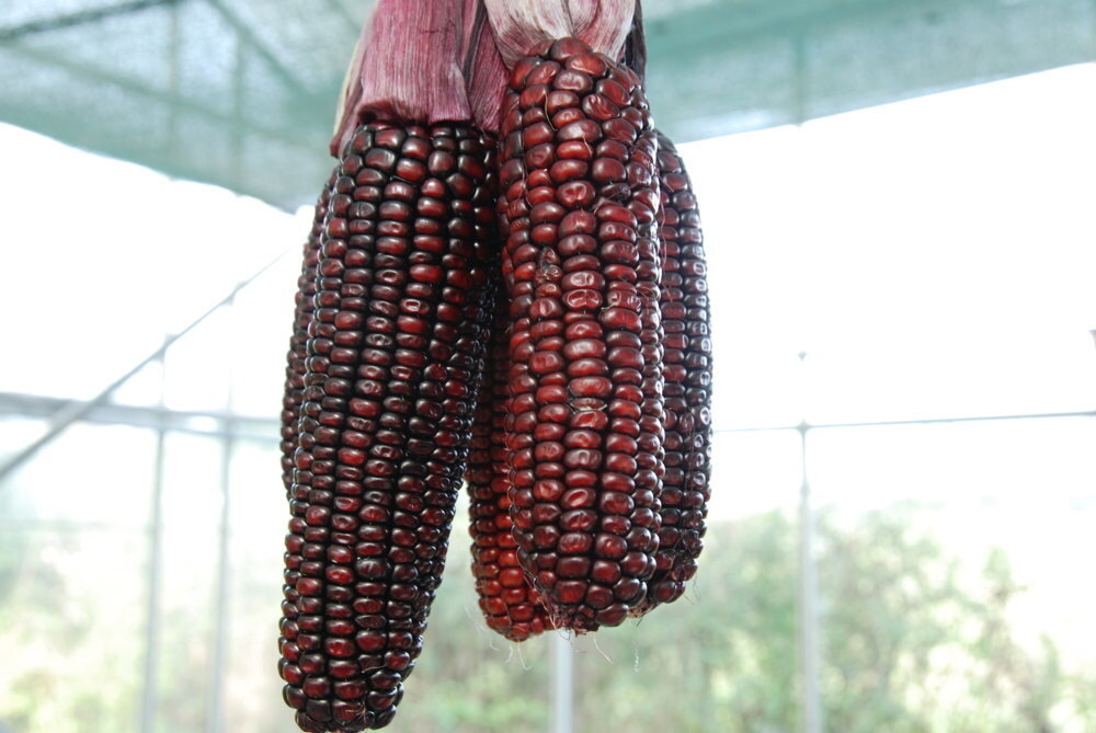 Heirloom Martian Purple Corn Organic Seeds