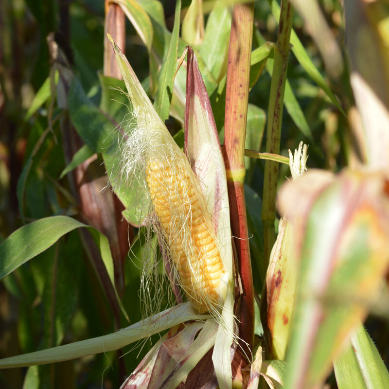 Heirloom Golden Midget Corn Organic Seeds