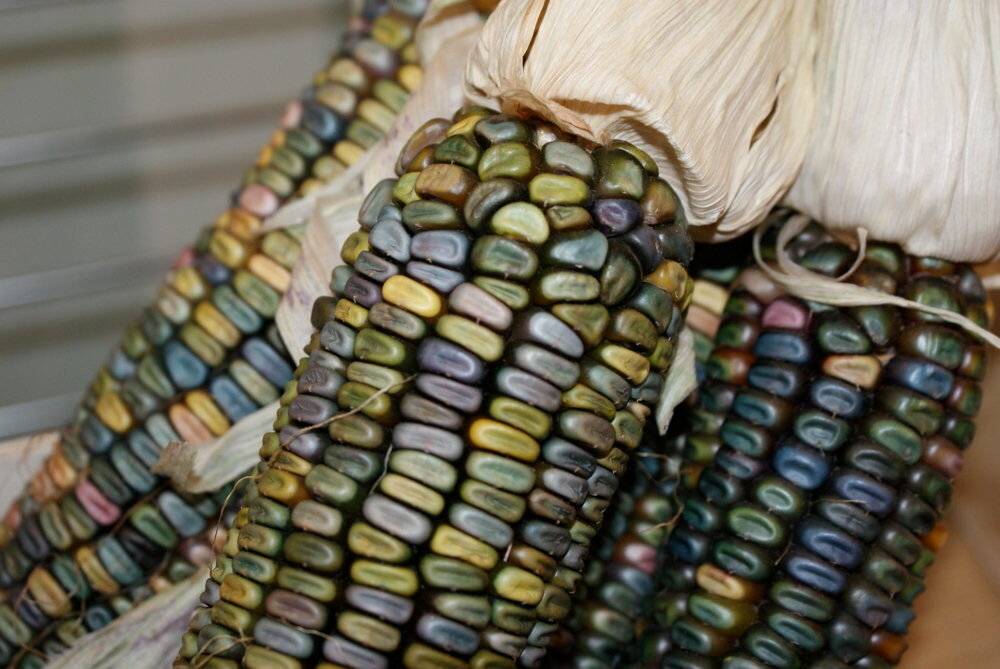 Heirloom Oaxacan Green Corn Organic Seeds