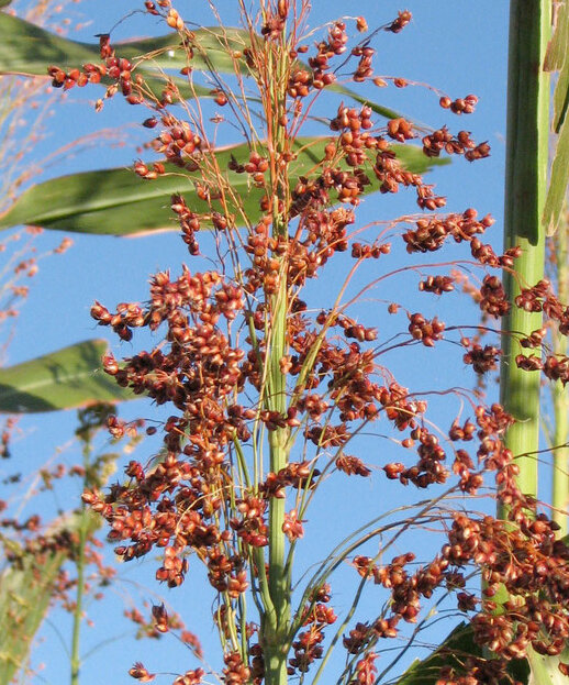 Heirloom Apache Red Sugarcane Sorghum Organic Seeds