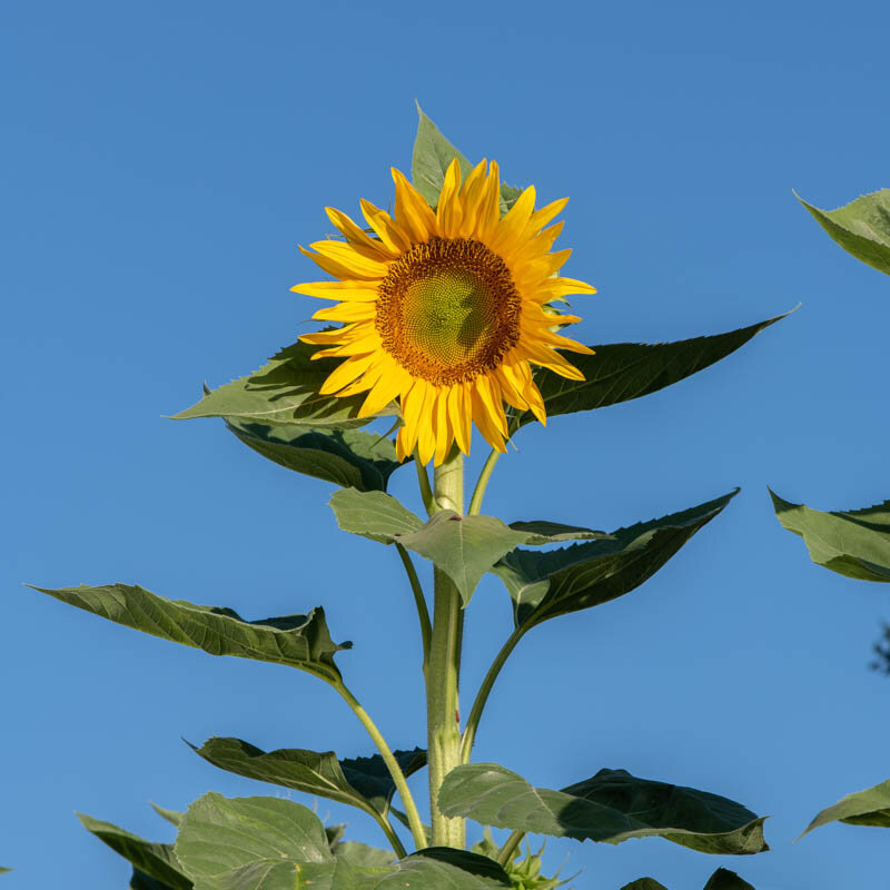 Heirloom Skyscraper Sunflower seeds Organic Seeds