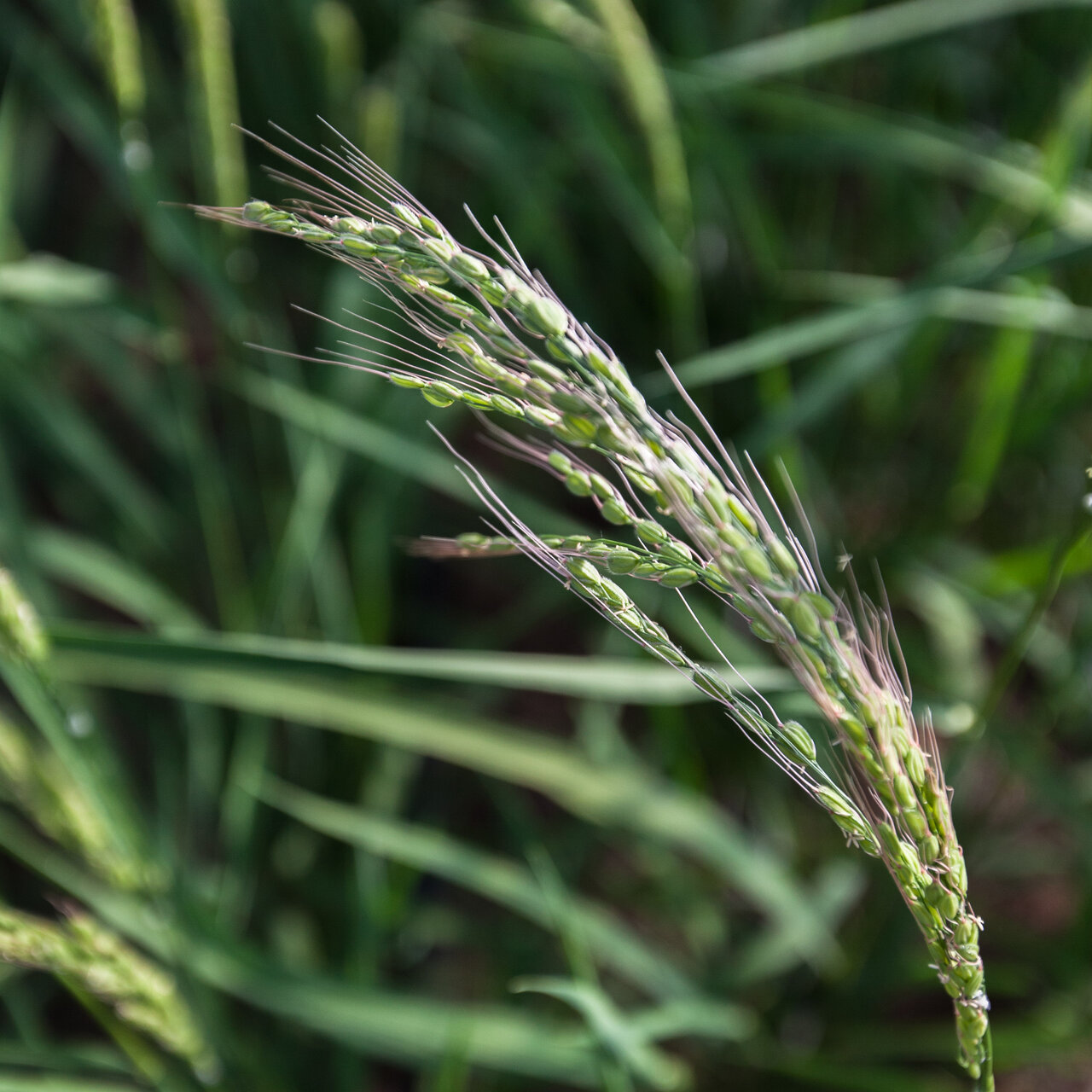 Heirloom Duborskian Rice Organic Seeds