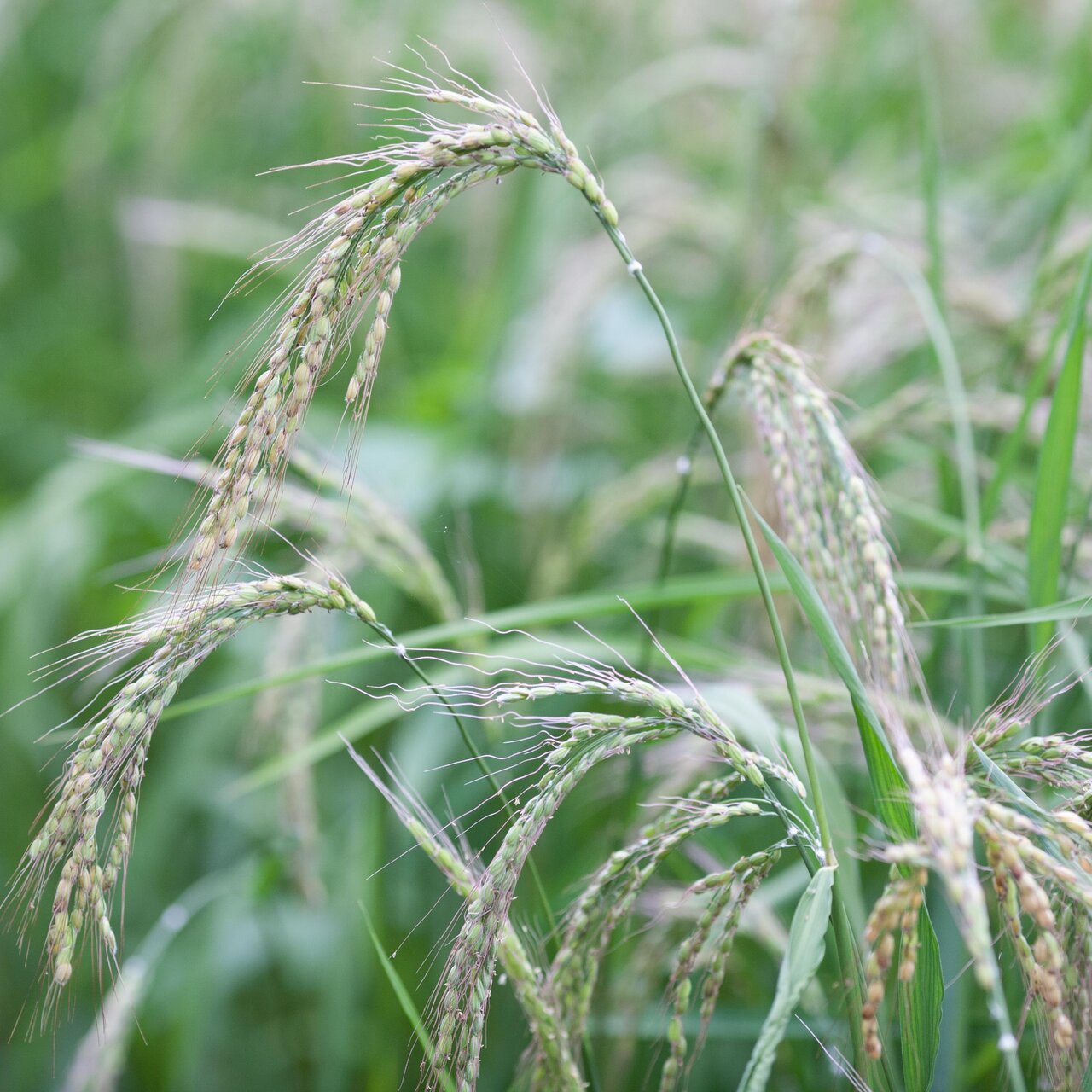 Heirloom Duborskian Rice Organic Seeds