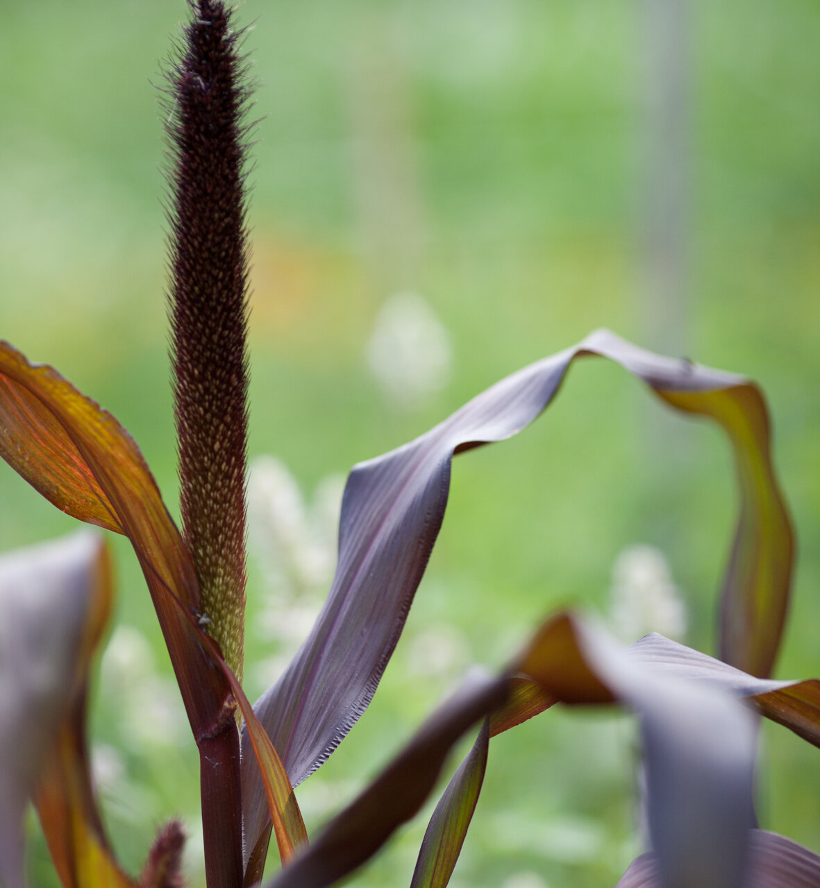 Heirloom Jester Millets Organic Seeds