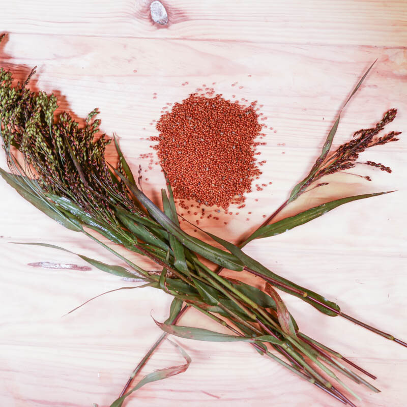Heirloom Red Millets Organic Seeds