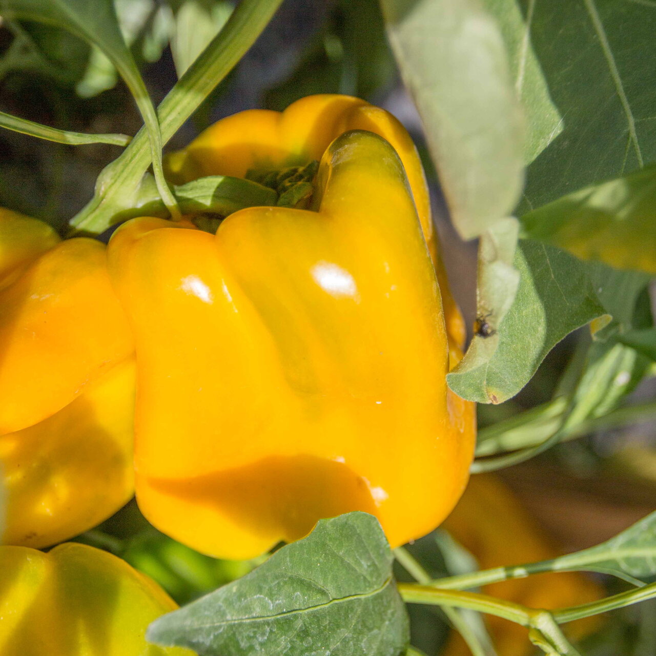Heirloom Yellow Monster Peppers Organic Seeds