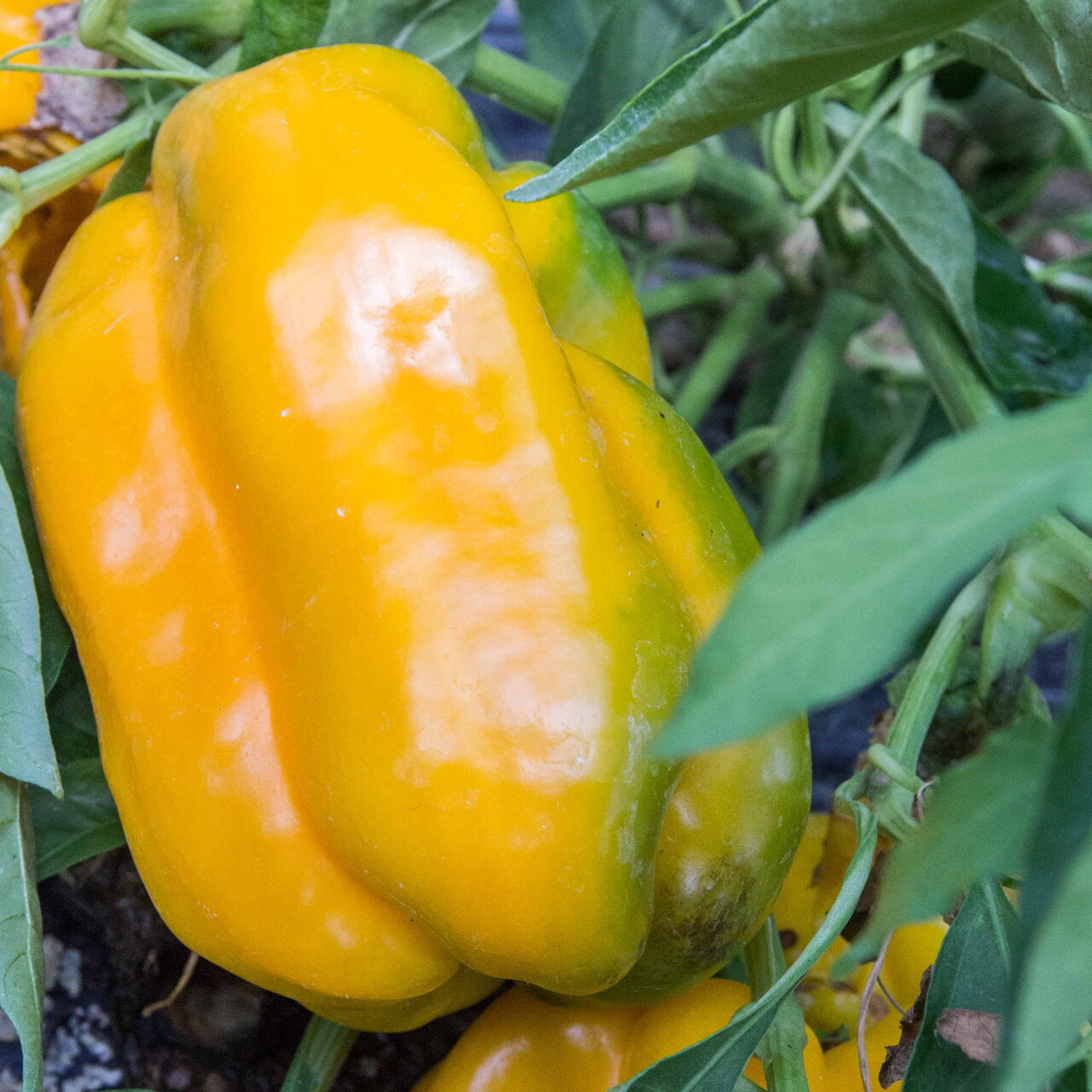 Heirloom Yellow Monster Peppers Organic Seeds